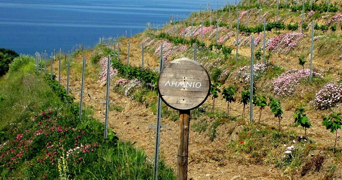 «Δεύτερη ζωή» για τον ιστορικό αμπελώνα του Πόρτο Καρράς, τον ...